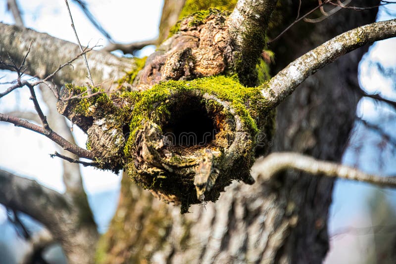 Hollow bare tree branch stock image. Image of growth - 362007885