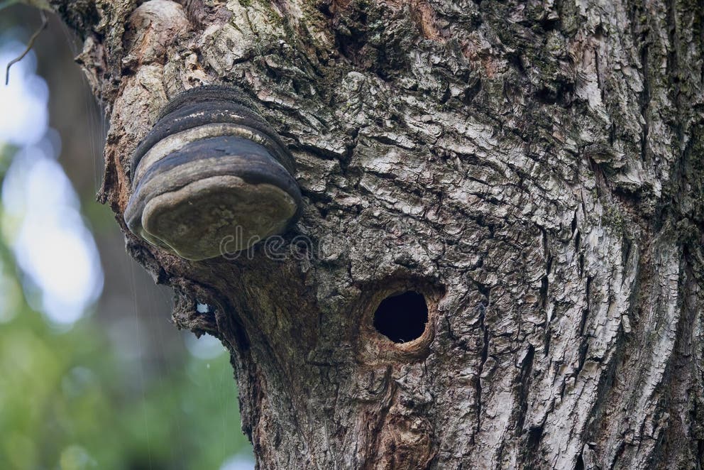 The Hollow of a Bird in a Tree Stock Photo - Image of green, natural ...