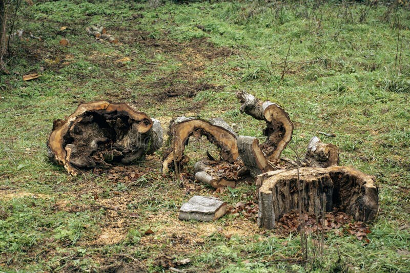 Hollow cut tree stock photo. Image of trunk, soil, leaf - 351428868