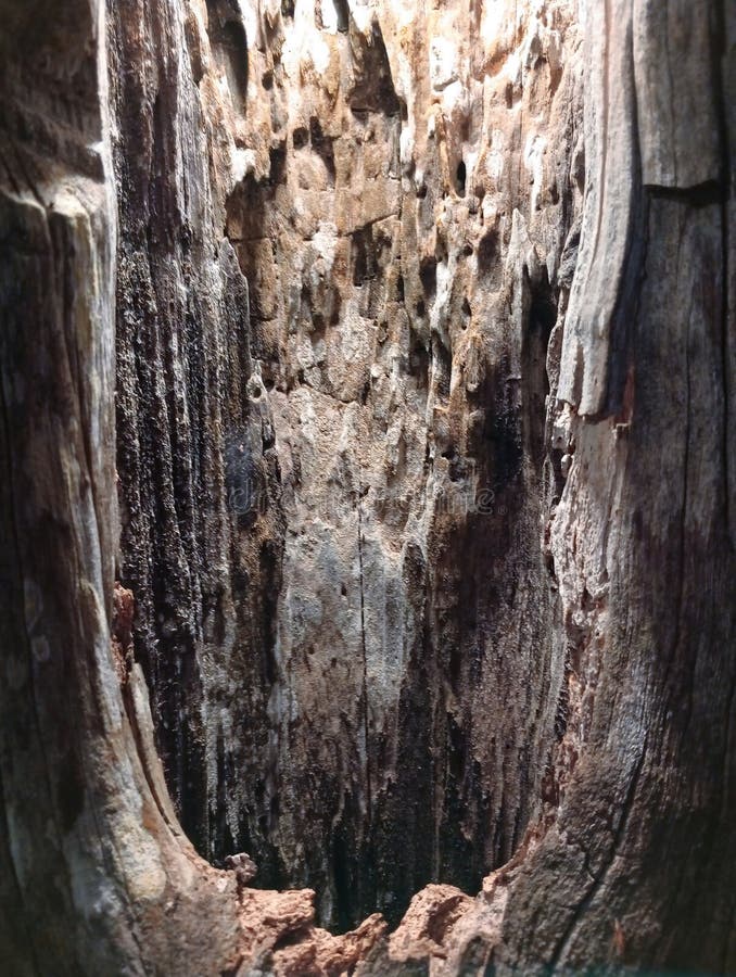 Hollow Decayed Tree Trunk with Textured Wood Interior Stock Photo ...