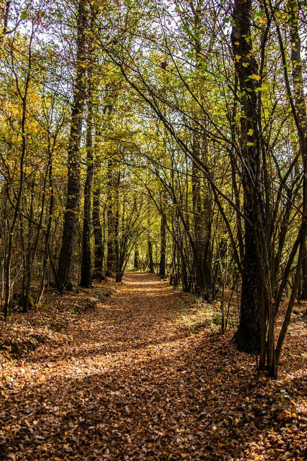 The Path is Overgrown with Dry Grass Stock Photo - Image of landscape ...