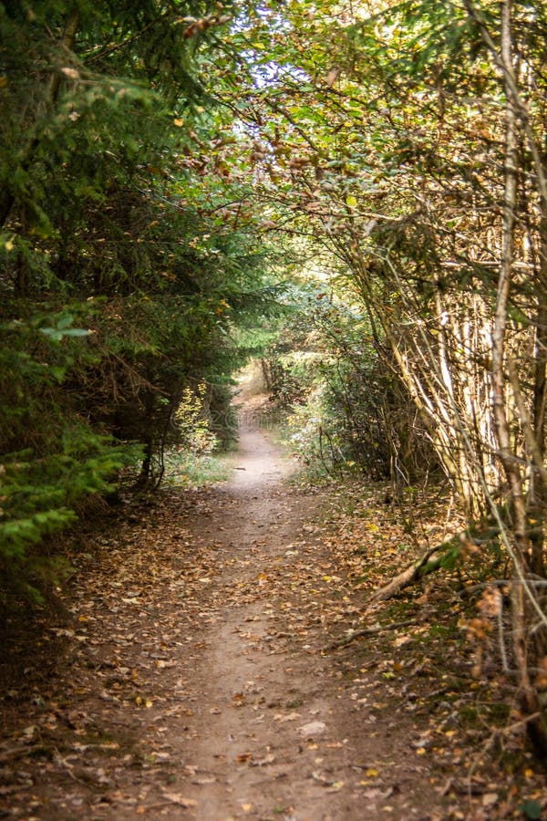 Path with overgrown arches stock photo. Image of overgrown - 53829064