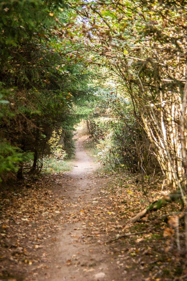 A Path Overgrown with Trees Leads To the Old Phoenician Fortress, Which ...