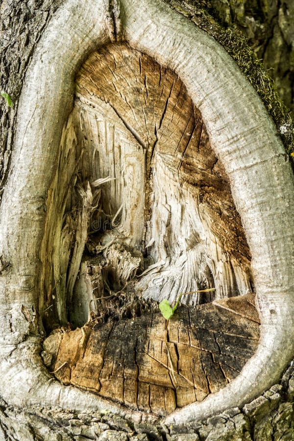 A Hollow Inside the Bark of a Large Tree. Close Up Stock Image - Image ...