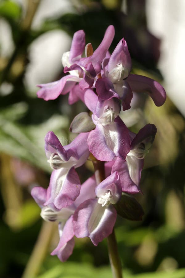 Lark Spur Flower Stock Photos - Free & Royalty-Free Stock Photos from ...