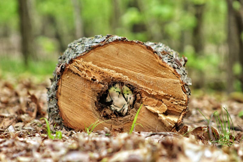 Hollow Log Picture. Image: 94484274