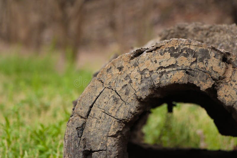Fallen Hollow Tree Australia Stock Photos - Free & Royalty-Free Stock ...