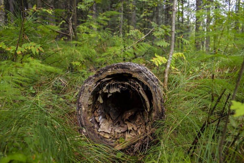 913 Hollow Tree Log Stock Photos - Free & Royalty-Free Stock Photos ...