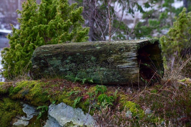 Hollow Log in Forest stock image. Image of horten, natural - 369440003