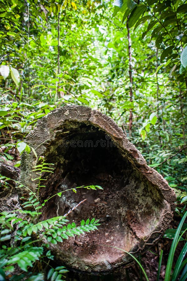 Hollow Log stock image. Image of jungle, leaf, tropical - 30998159
