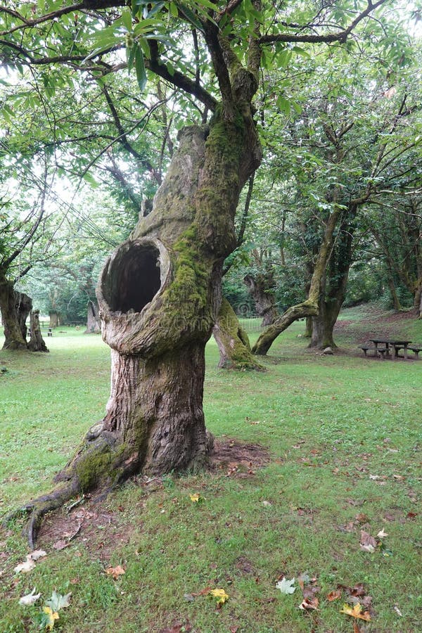 Hollow, Moss-covered Chestnut Tree in a Forest Clearing, Featuring a ...