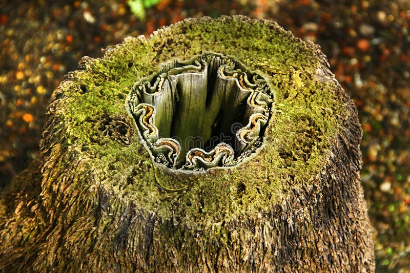 Hollow Mossy Tree Stump with Curled Wood Layers Inside Stock Image ...