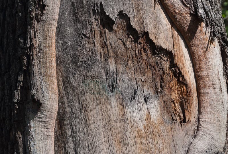 Hollow oak stock image. Image of lumber, texture, trunk - 43470089