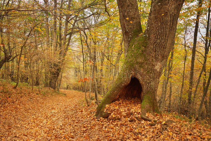 Hollow in oak tree stock photo. Image of nature, large - 257542094