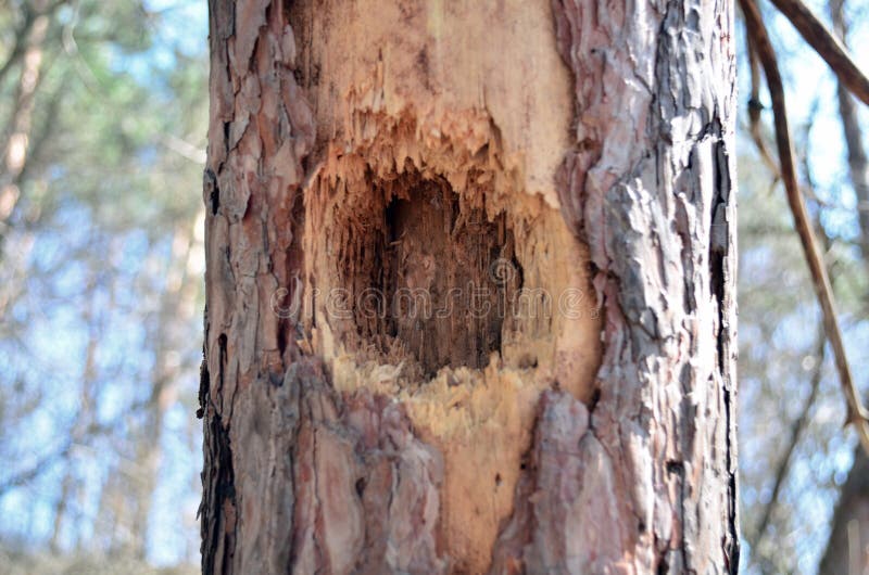 Hollow in old dry tree stock photo. Image of trunk, bark - 177242050