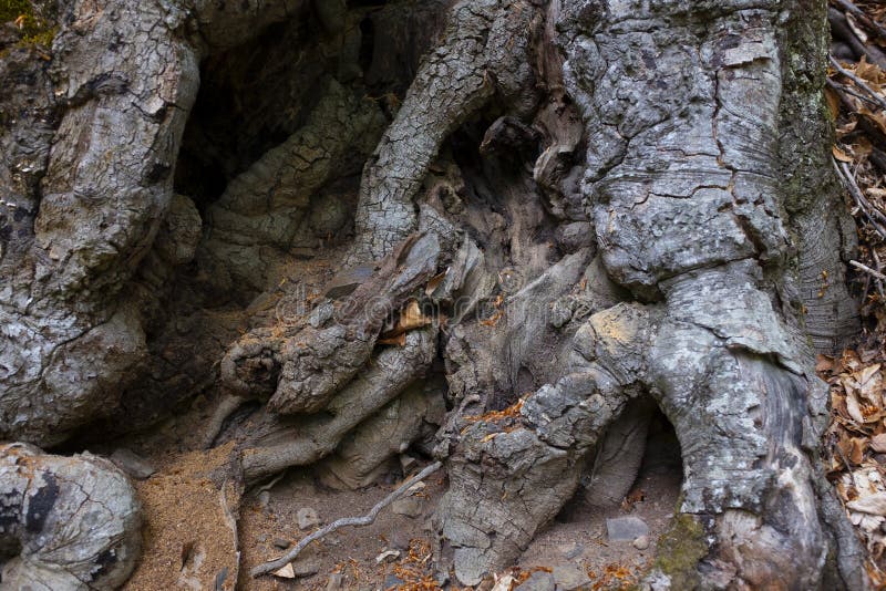 Hollow Old Large Stump. the Structure of the Tree Stock Photo - Image ...