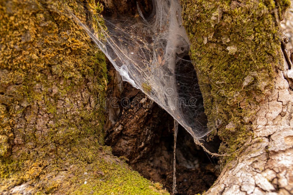 The Hollow of an Old Tree Covered with Spider Webs Stock Photo - Image ...