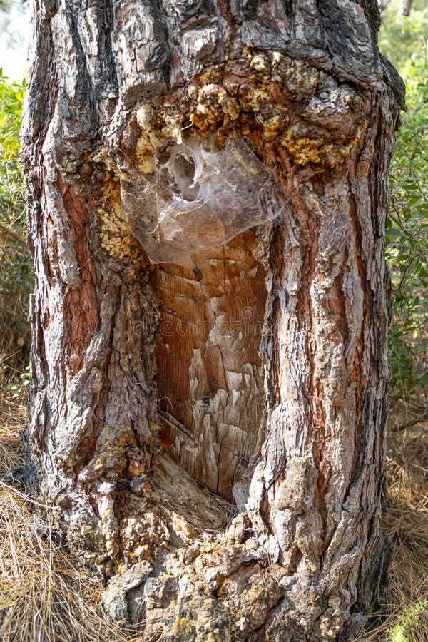 The Hollow on the Pine Tree with the Cobweb. Stock Image - Image of ...