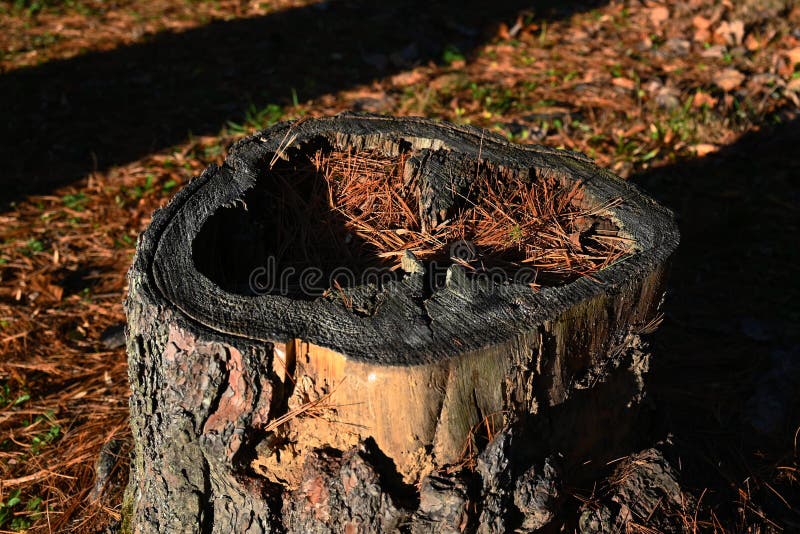 Hollow Pine Tree Stump with Needles Stock Photo - Image of stump, late ...