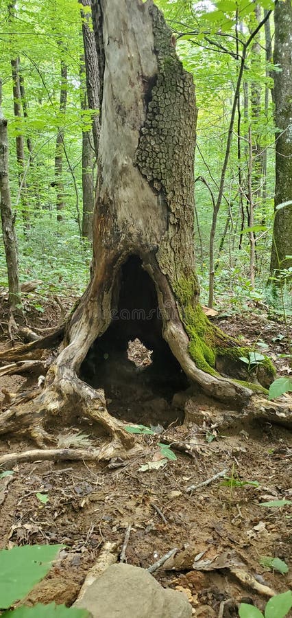 Hollow spooky tree stock photo. Image of spooky, tree - 169742182