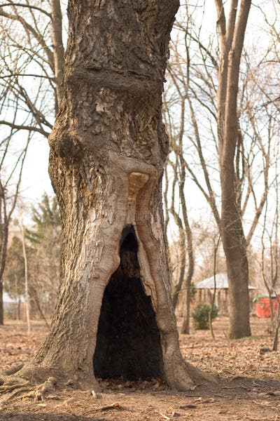 Hollow Tree stock image. Image of branch, outdoor, tree - 112365