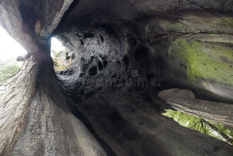 961 Inside Hollow Tree Stock Photos - Free & Royalty-Free Stock Photos ...