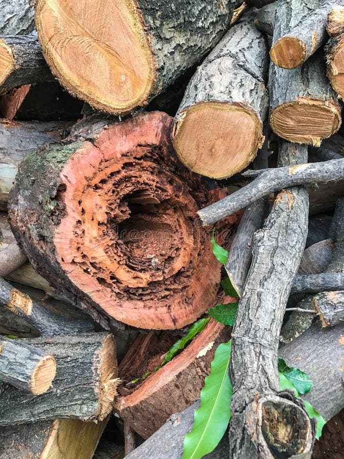 Fig Tree Borer stock image. Image of borer, borers, trees - 36980963