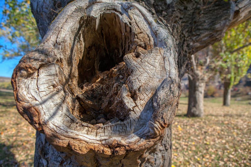 Hallow Tree Stump stock photo. Image of hallowed, rural - 89928112
