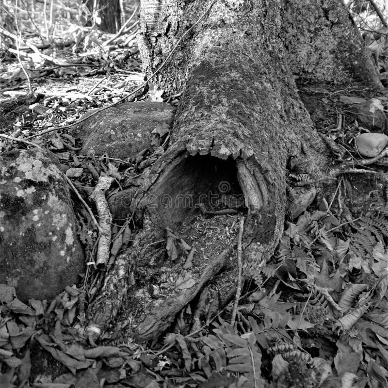 Hollow Tree Entrance through Root Stock Image - Image of habitat, floor ...