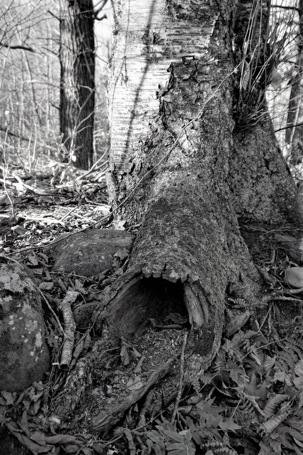 Hollow Tree Entrance through Root Stock Photo - Image of gardening ...