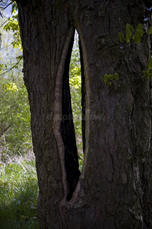 Hollow in a Tree through the Green Background Stock Image - Image of ...
