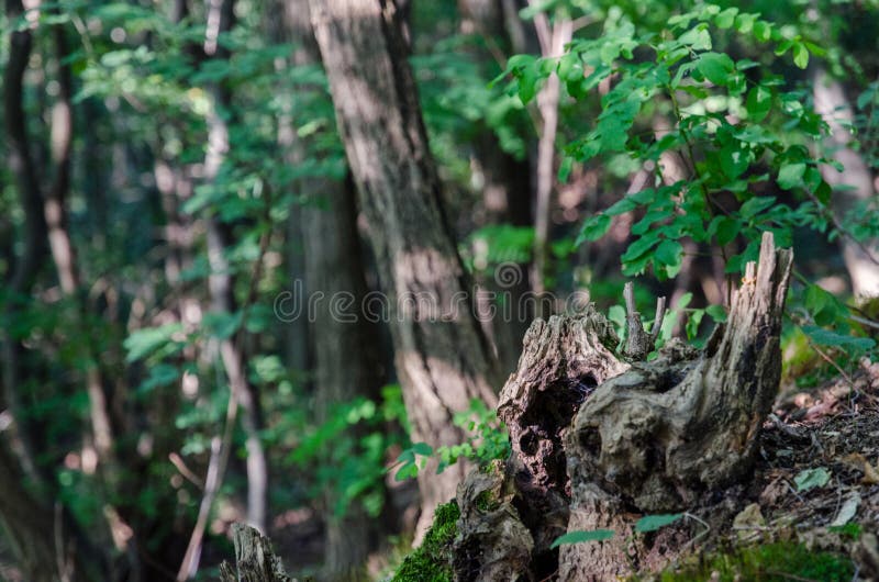 Hollow of a tree stock photo. Image of sapless, dead - 43677956