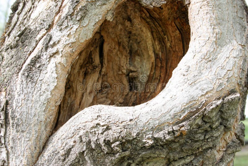 Hollow Tree. Hole, House for Animals Stock Image - Image of home, round ...