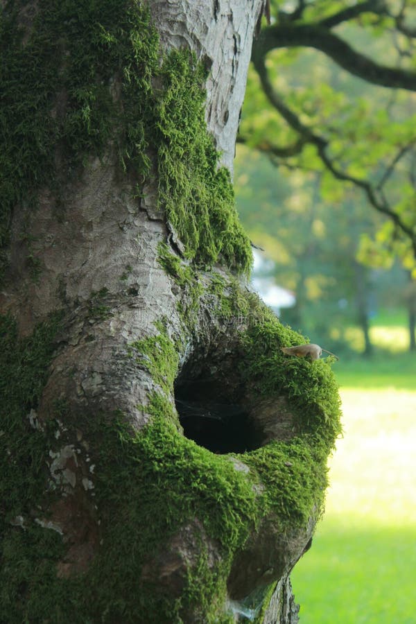 There's A Hole In That Tree Stock Photo - Image of grey, holes: 24395780