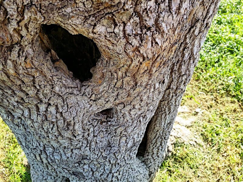 Hollow tree stock image. Image of tree, lives, rotted - 43704771