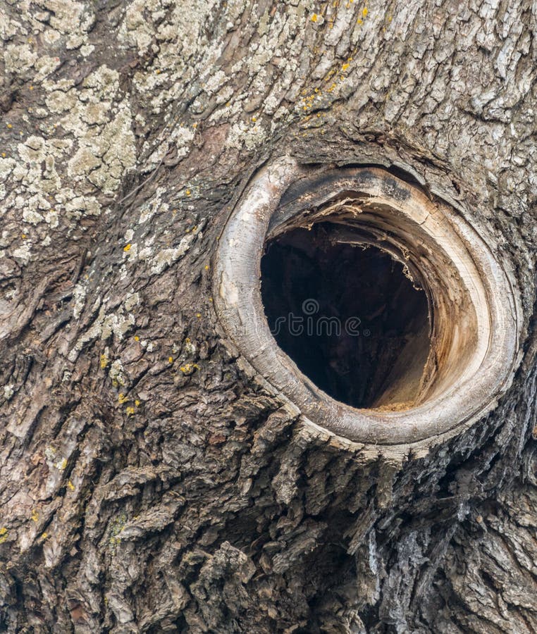 The hollow in the tree. stock photo. Image of grey, hollow - 47333096