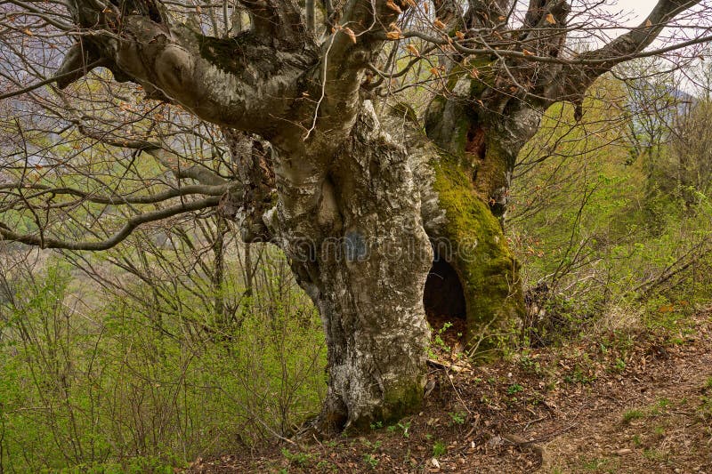 Hollow Tree in Spring Forest Stock Image - Image of rough, wilderness ...