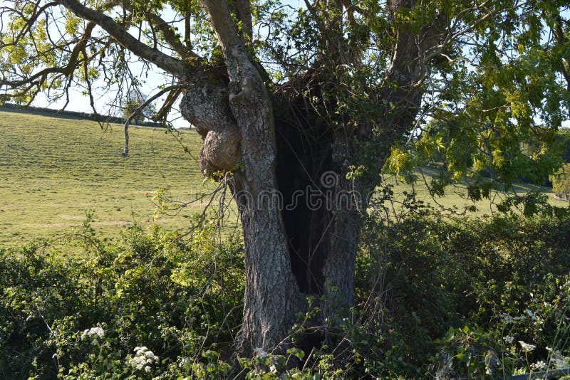 Old Sycamore Tree in Spring Stock Image - Image of hedgerow ...