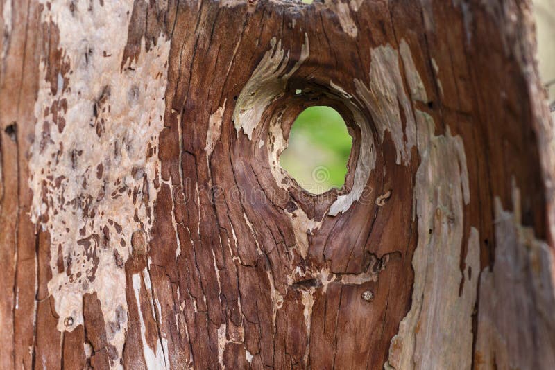 Hollow tree trunk stock photo. Image of outside, wood - 178239628