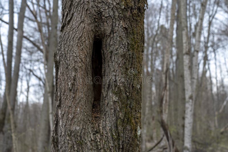 386 Giant Tree Hole Stock Photos - Free & Royalty-Free Stock Photos ...