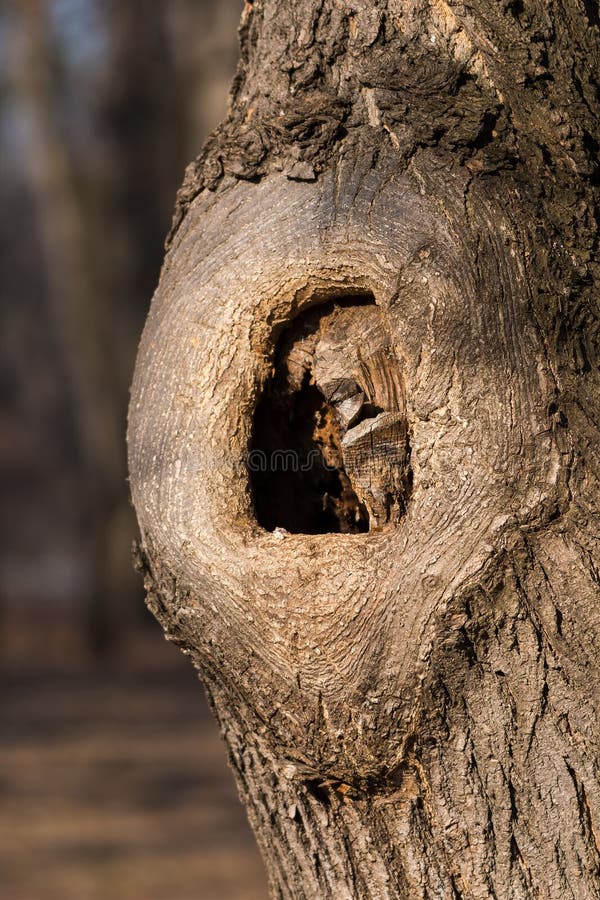 A Hollow in a Tree Trunk stock photo. Image of forest - 271282486