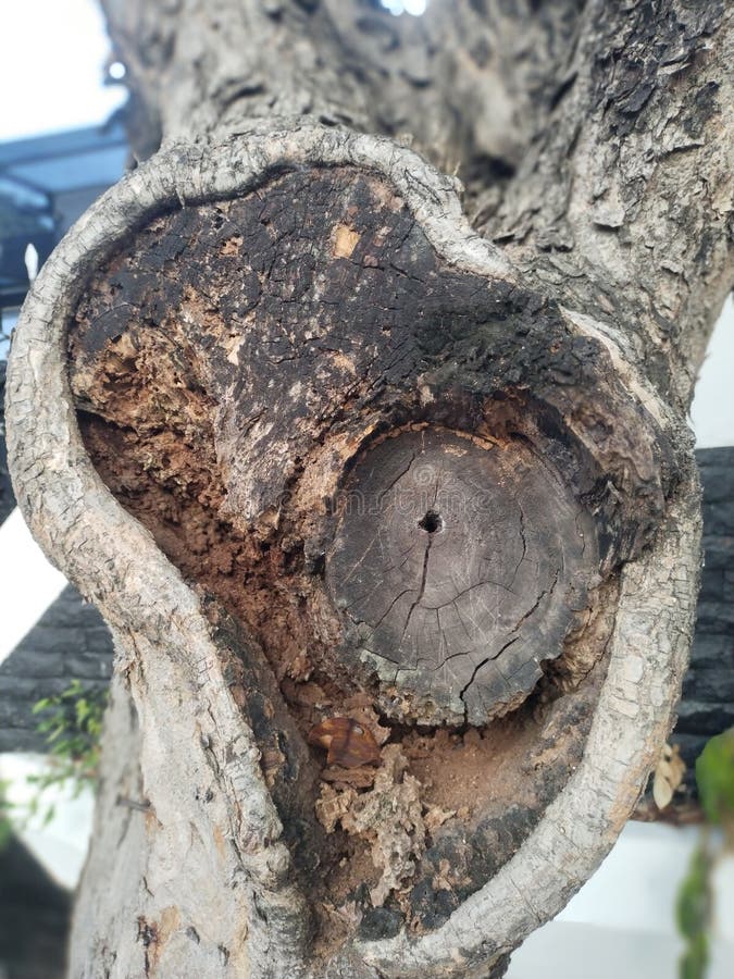 Hollow tree trunk stock image. Image of carving, green - 289300493