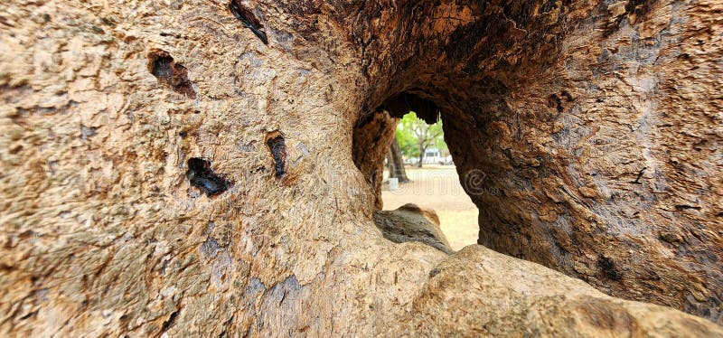 Hollow Tree, Very Rare and Still Thriving Stock Photo - Image of ...