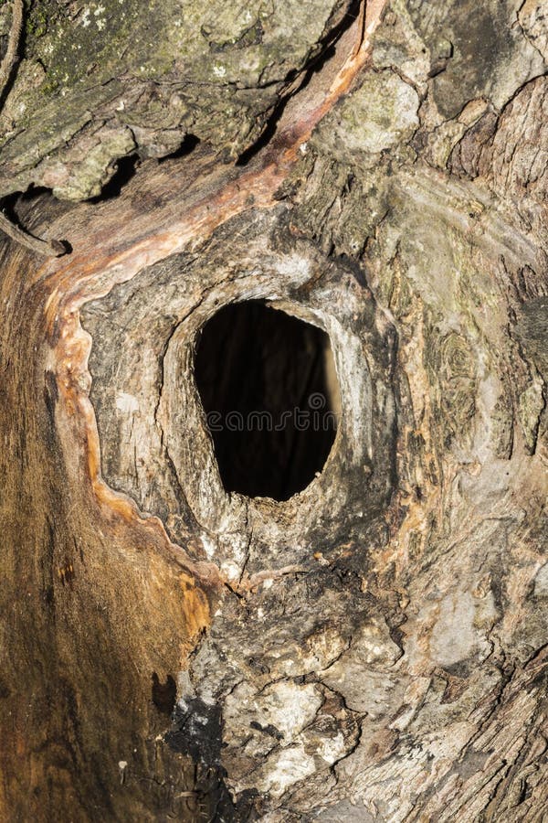 The Hollow in the Trunk of an Apple Tree, Close-up Abstract Background ...