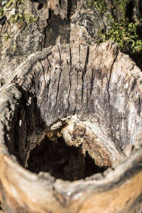 The Hollow in the Trunk of an Apple Tree, Close-up Abstract Background ...