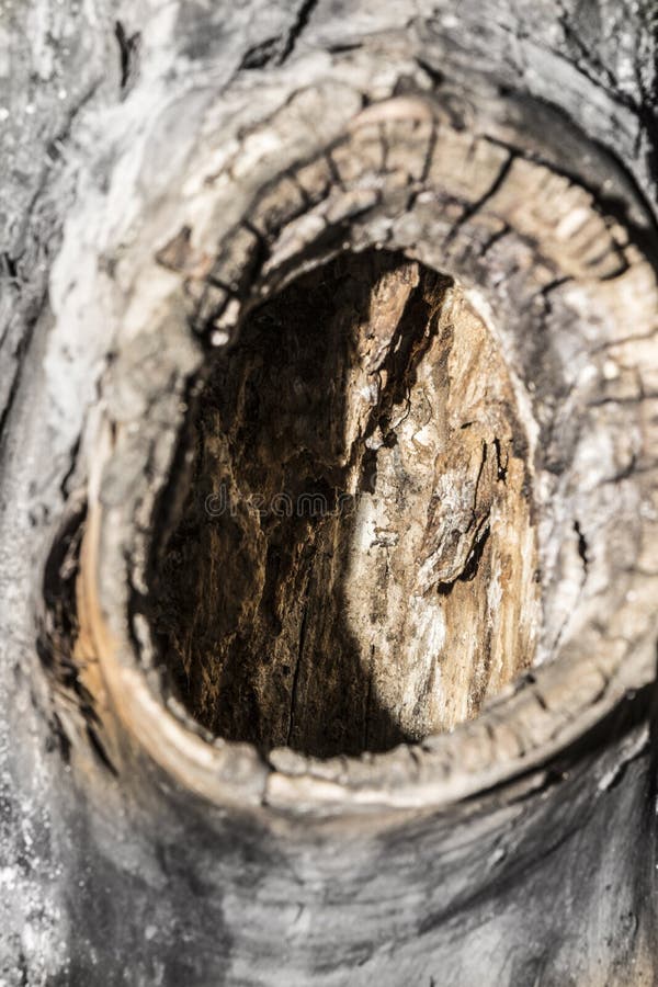 The Hollow in the Trunk of an Apple Tree, Close-up Abstract Background ...