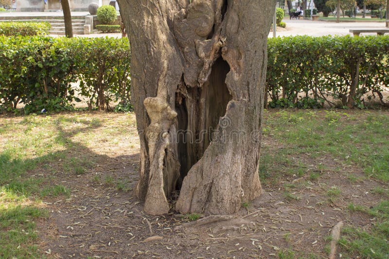 Hollow Trunk of Centennial Tree Stock Image - Image of hollow, organic ...