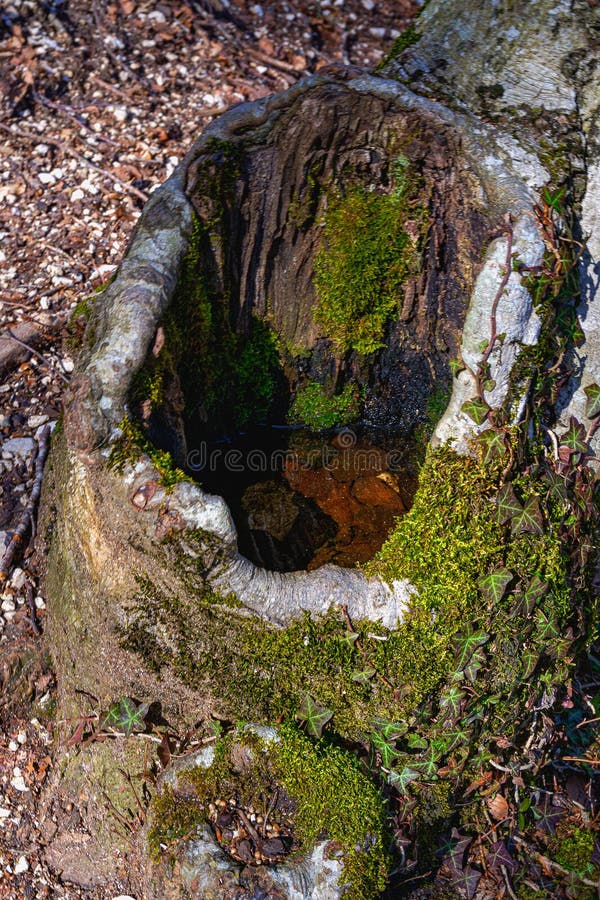 Hollow trunk stock image. Image of shape, stump, outdoor - 311554773