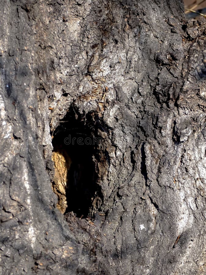 Hollow in the Trunk of a Large Old Tree Stock Photo - Image of natural ...