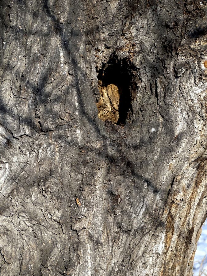 Hollow in the Trunk of a Large Old Tree Stock Image - Image of dead ...